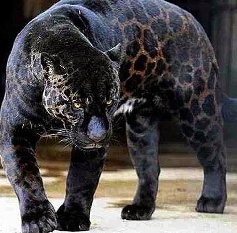 Very Rare Panther - HD Quality desktop wallpapers for your Widescreen ...