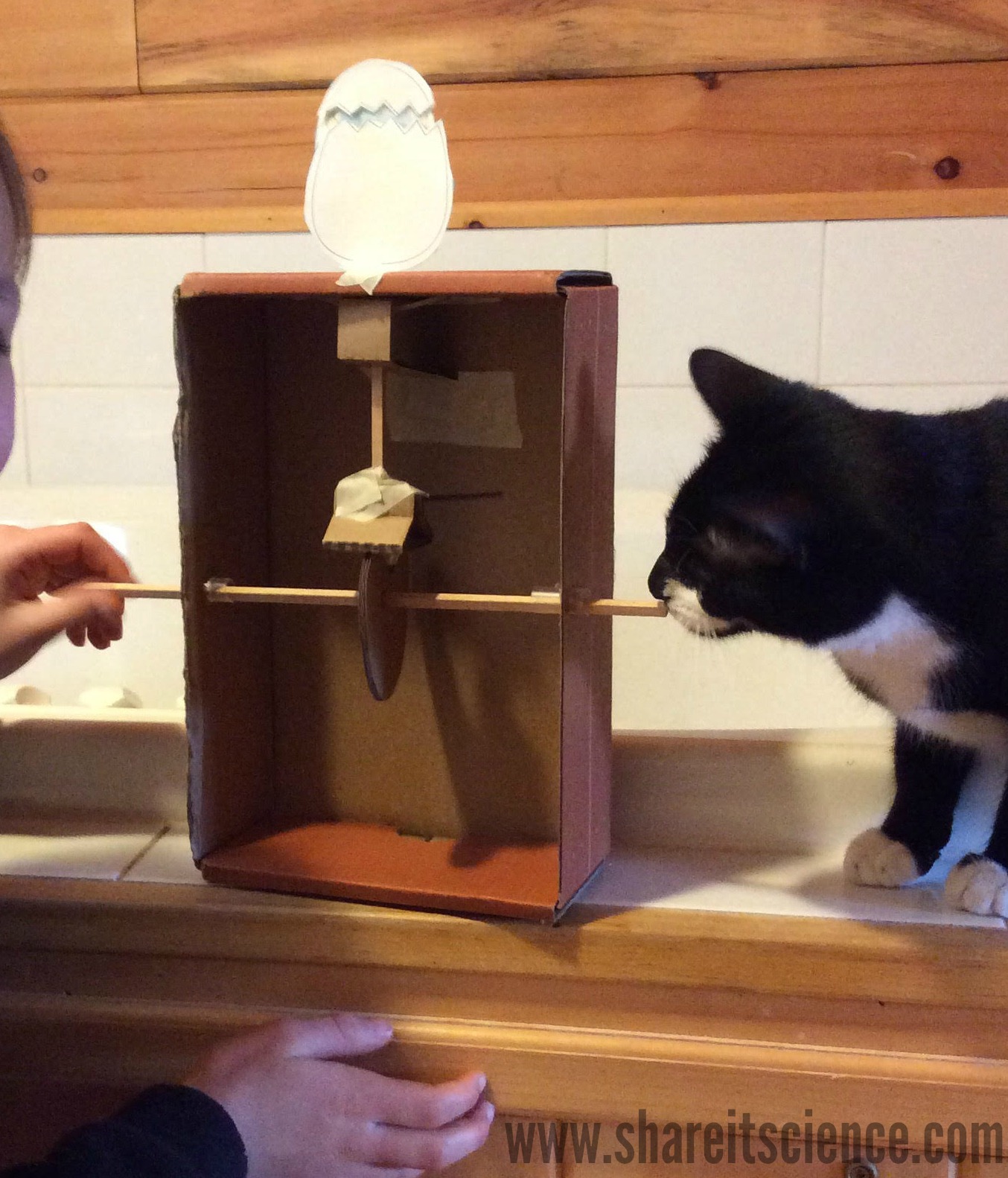 Share it! Science : Build Your Own Automaton: Fun STEM Engineering ...