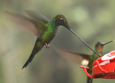 My Temple of Nature: Humdinger Hummingbirds