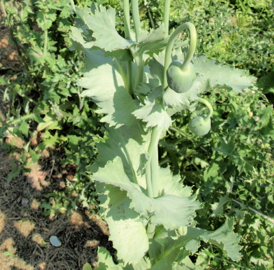 Raw Edible Plants: Opium Poppy (Papaver somniferum)