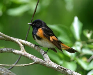 Mountain Seer: Spring Bird Migration in High Gear! (Radar Map) *April ...