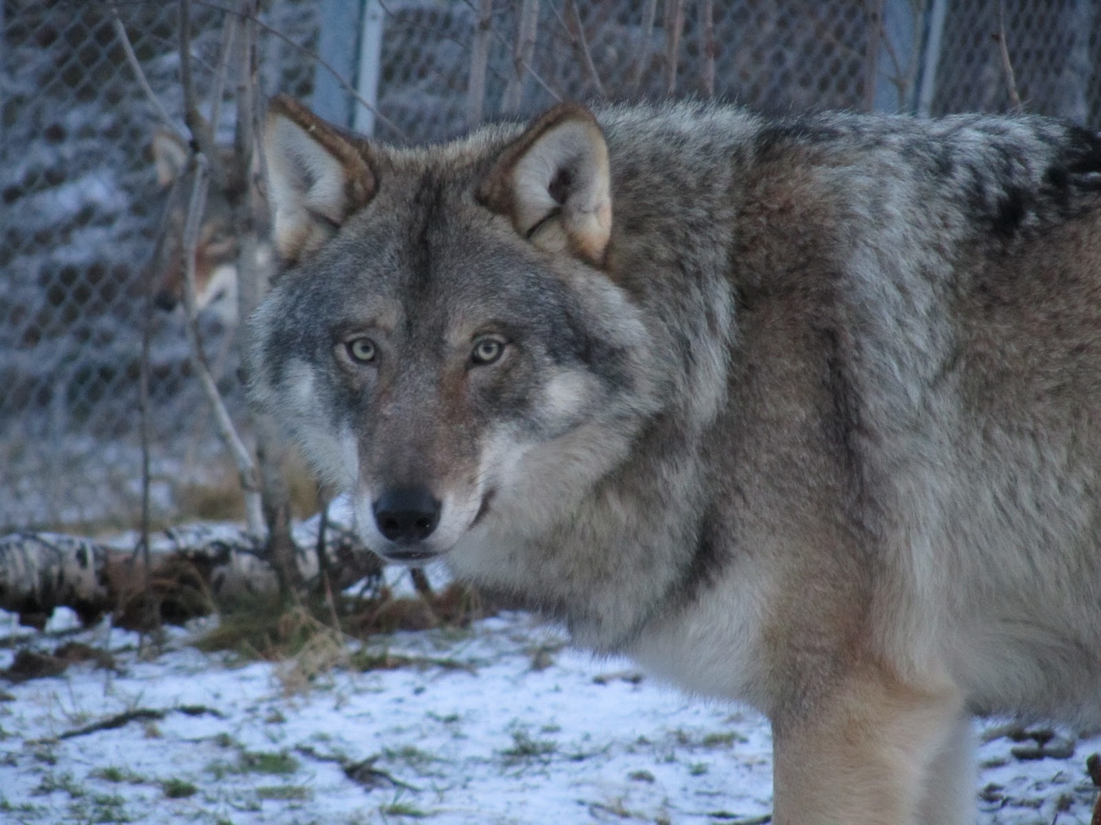 Claartje & Douglas: Hugging wolves in the Polar Zoo