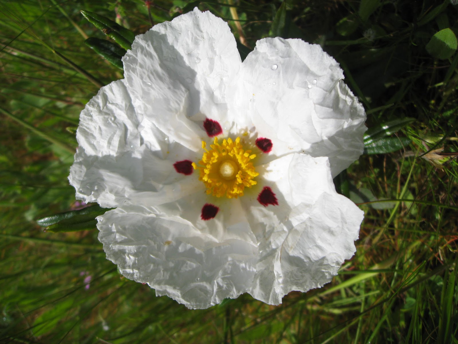 estado de Barrancos: Flora de Barrancos - a flor de esteva