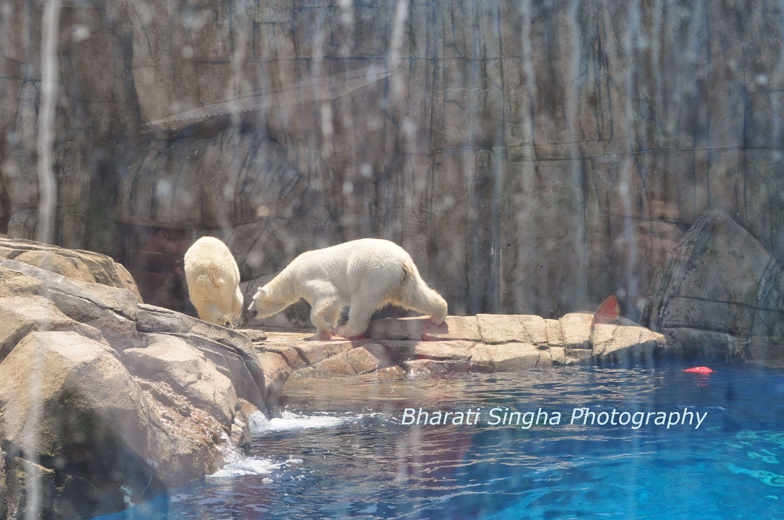 Me And Those Adorable Polar Bears in Pittsburgh Zoo and PPG Aquarium ...