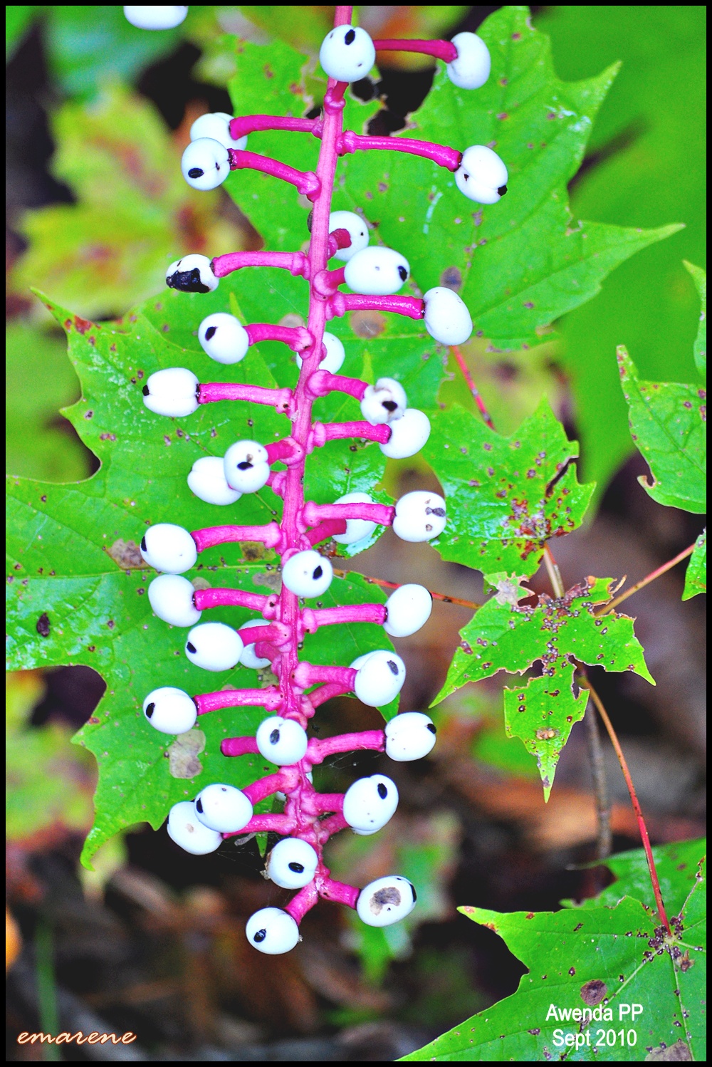 This Randomness: Awenda PP - 2