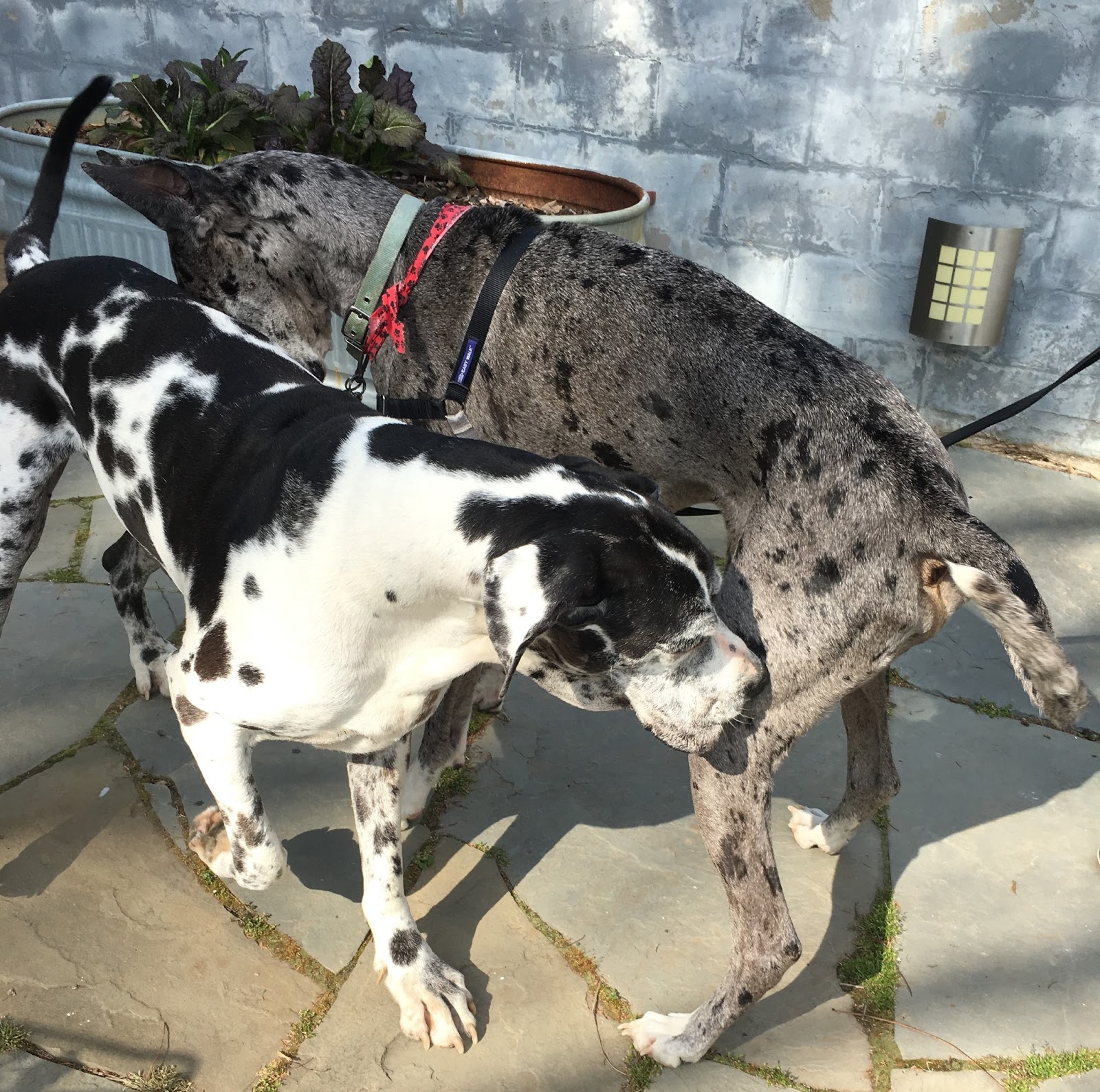 VA Dog Rescue: Drogo: no mere dog