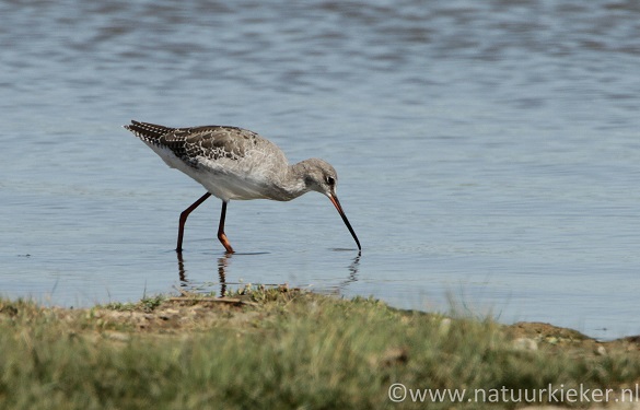 Weer mooie vogelsoorten in de Breebaartpolder