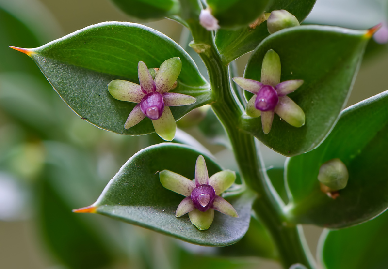 Dr. Luis B. GUERRERO CABRERA: RUSCUS ACULEATUS