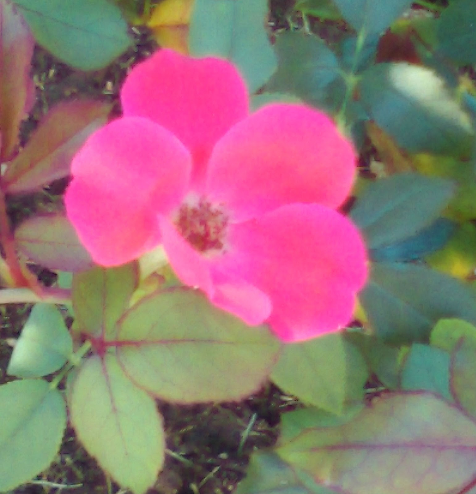 Earth-Kind Roses: An Introduction