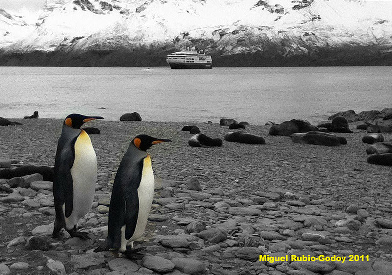 MV FRAM EXPEDITION BLOG: Fortuna Bay, Shackleton walk, Stromness