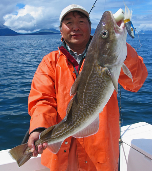 Fish Identification: Pacific Cod (Gadus macrocephalus)