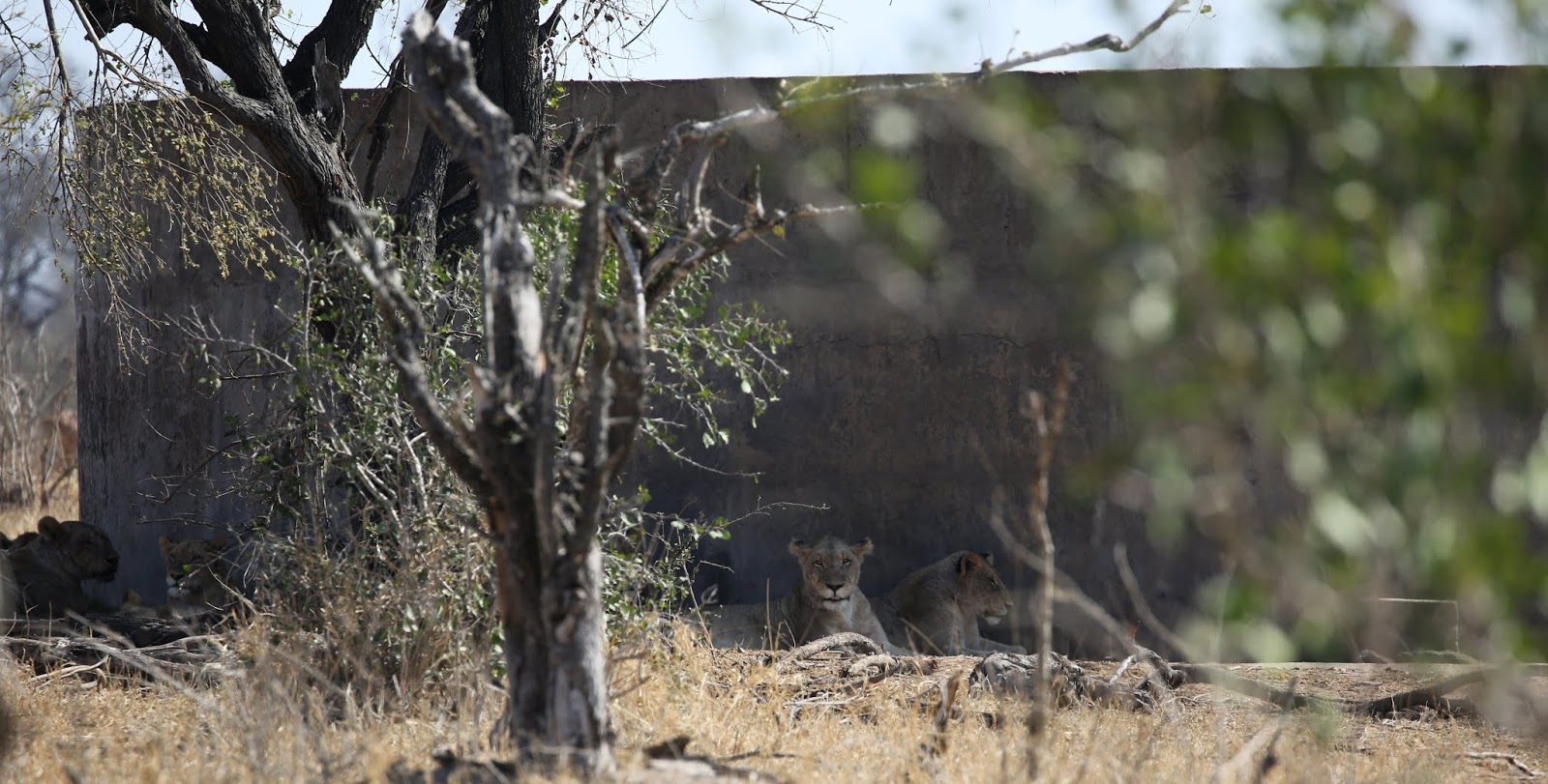 Worldbirder: Clare & Rowan's Africa trip!