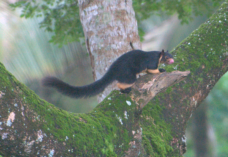 Images of Sri Lanka on blogspot.com: Mara Anil.