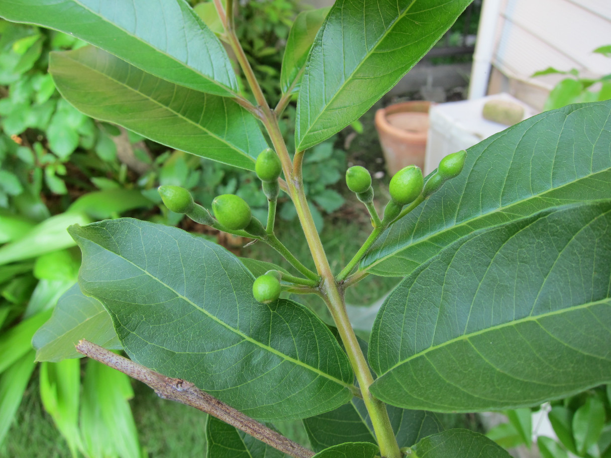 gt_2の熱帯果樹＆小果樹栽培記: Psidium sp.開花