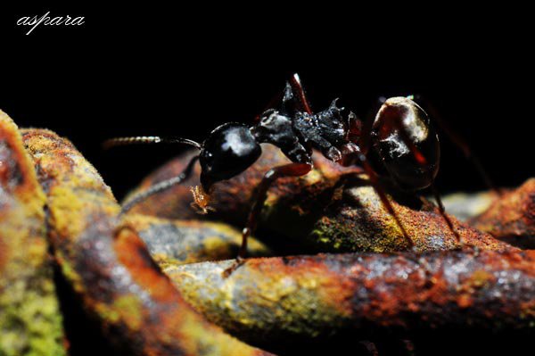 Semut Hitam | Bumi Al-Liwa Aspara