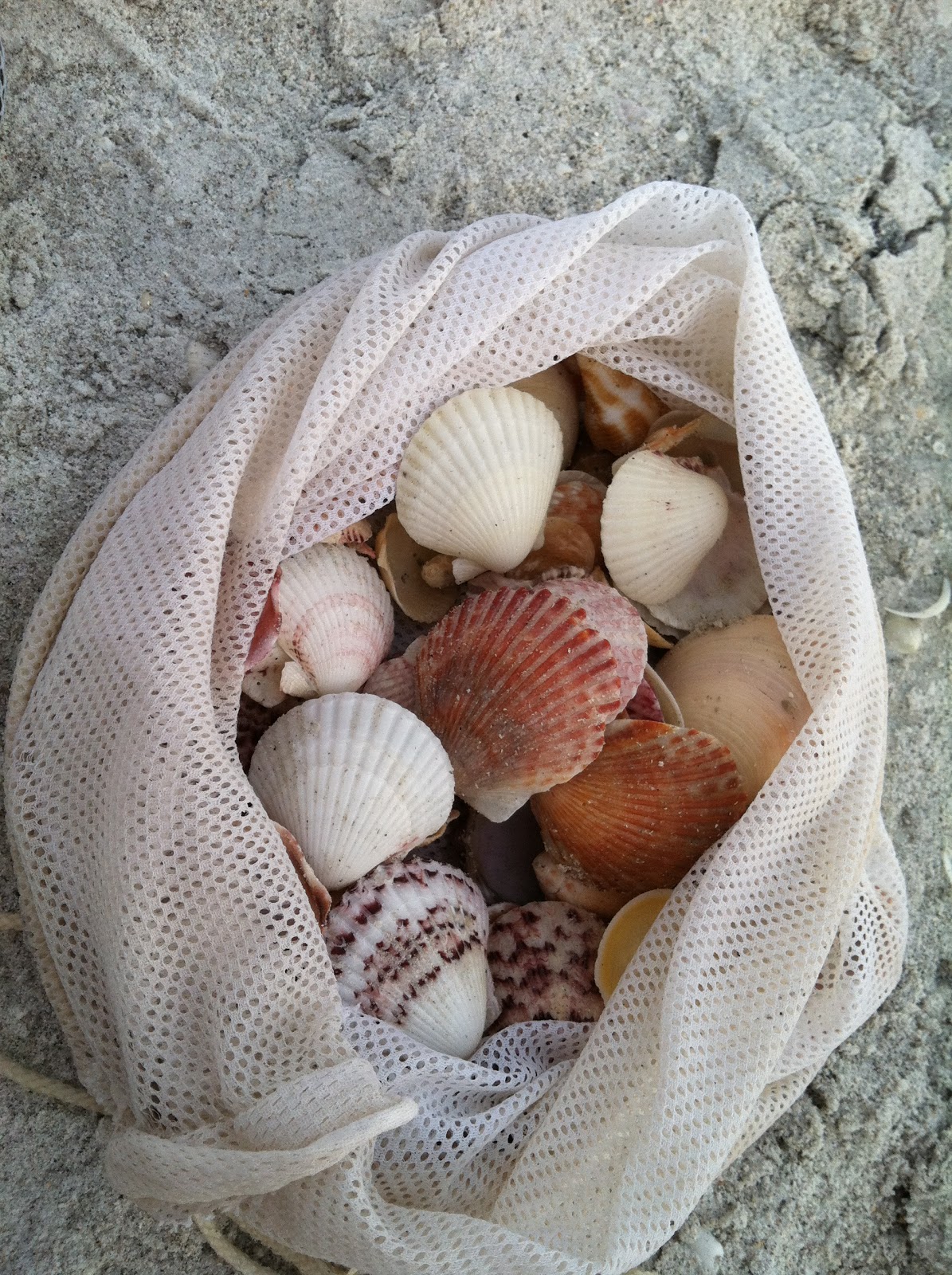 Four Sea Stars: shells, shells, shells...
