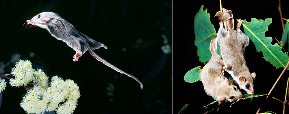 The Magic cafe: Карликовый летучий кускус (Acrobates pygmaeus)