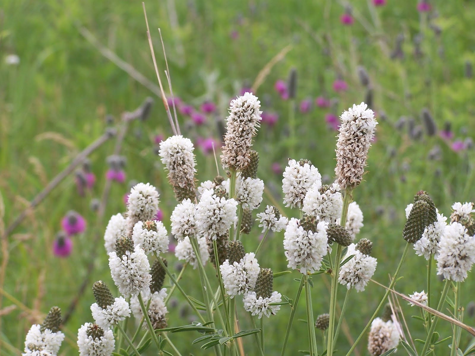 NATURE NOTES: July 2011