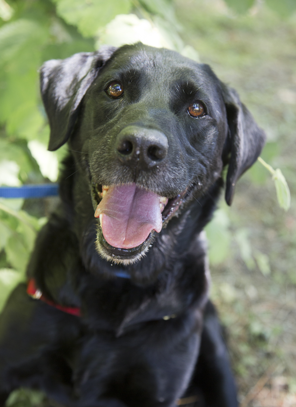 Shelter Dogs of Portland: "SMOKEY" adorable upper/middle aged Lab