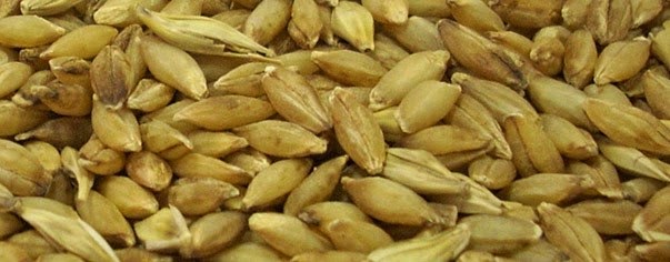 Un pensionato in cucina: Fette biscottate con orzo.