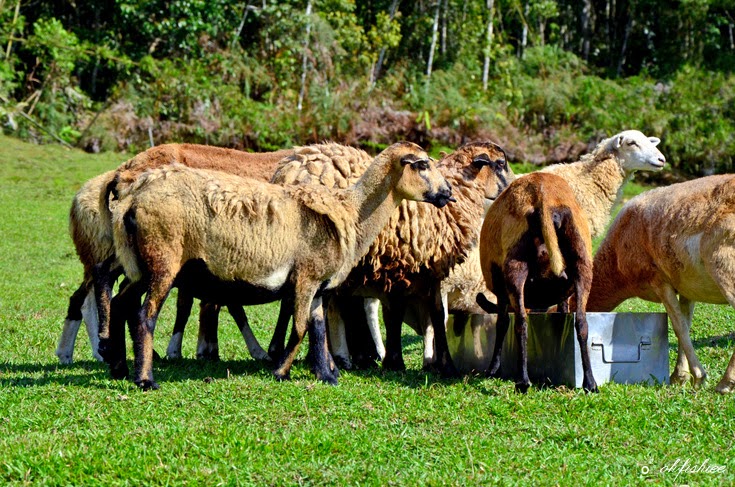 oh{FISH}iee: Trip to Bario, Sarawak: Sheep Farm & Salt Spring