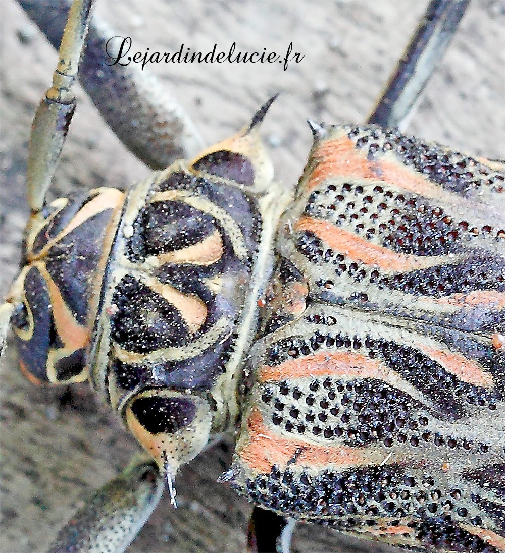 Acrocinus longimanus, un Coléoptère de grande taille (Costa Rica)
