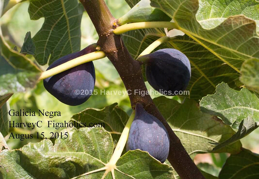 Galicia Negra FIg - Var Tin