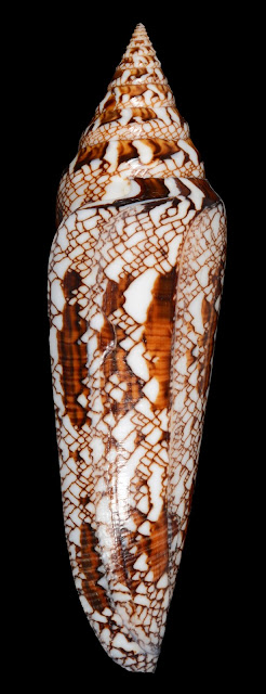 Dr. Lee's Gallery Museum: Conus bengalensis 123.2mm (Long and dark) 孟加拉芋螺