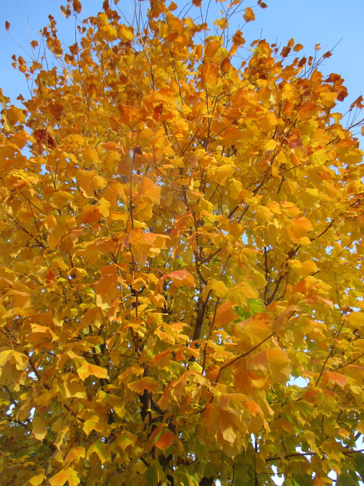 Rotary Botanical Gardens - Hort Blog: Another Half Mile