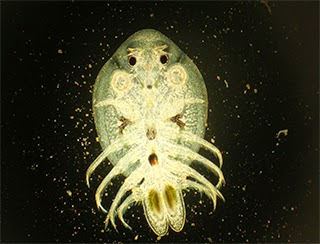 shark: Diseases of the koi fish