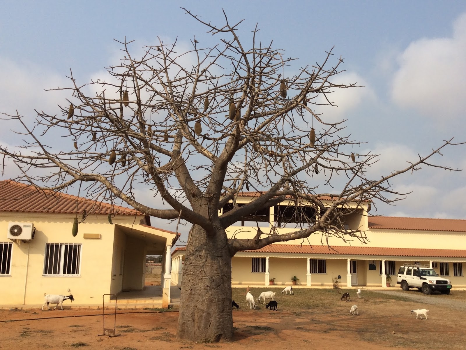 Quintal do Vieira: Embondeiro virou árvore de Natal