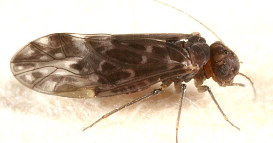 Variety of Life: Peripsocidae