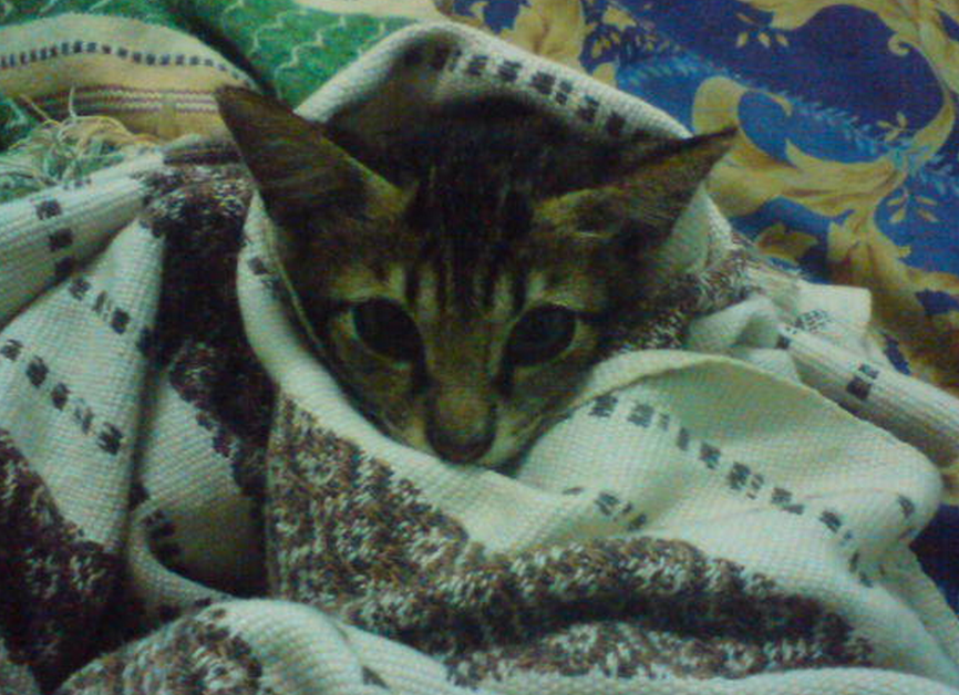 The Along Hidayah: Contest Kucing Paling Comel