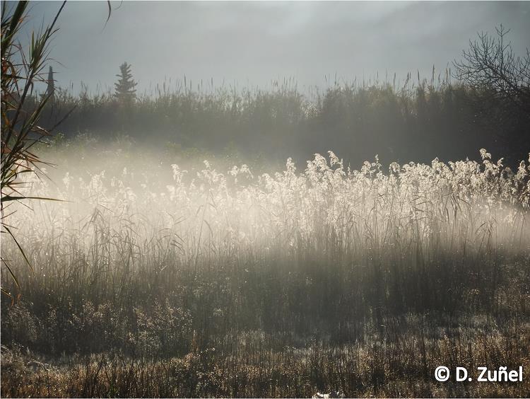 Hablando de Agronomia: HELADAS EN MEXICO