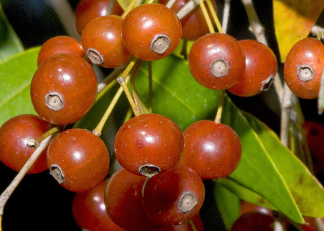 FOTOGRAFIAS DE LA FLORA AUTOCTONA DEL URUGUAY: ARRAYAN