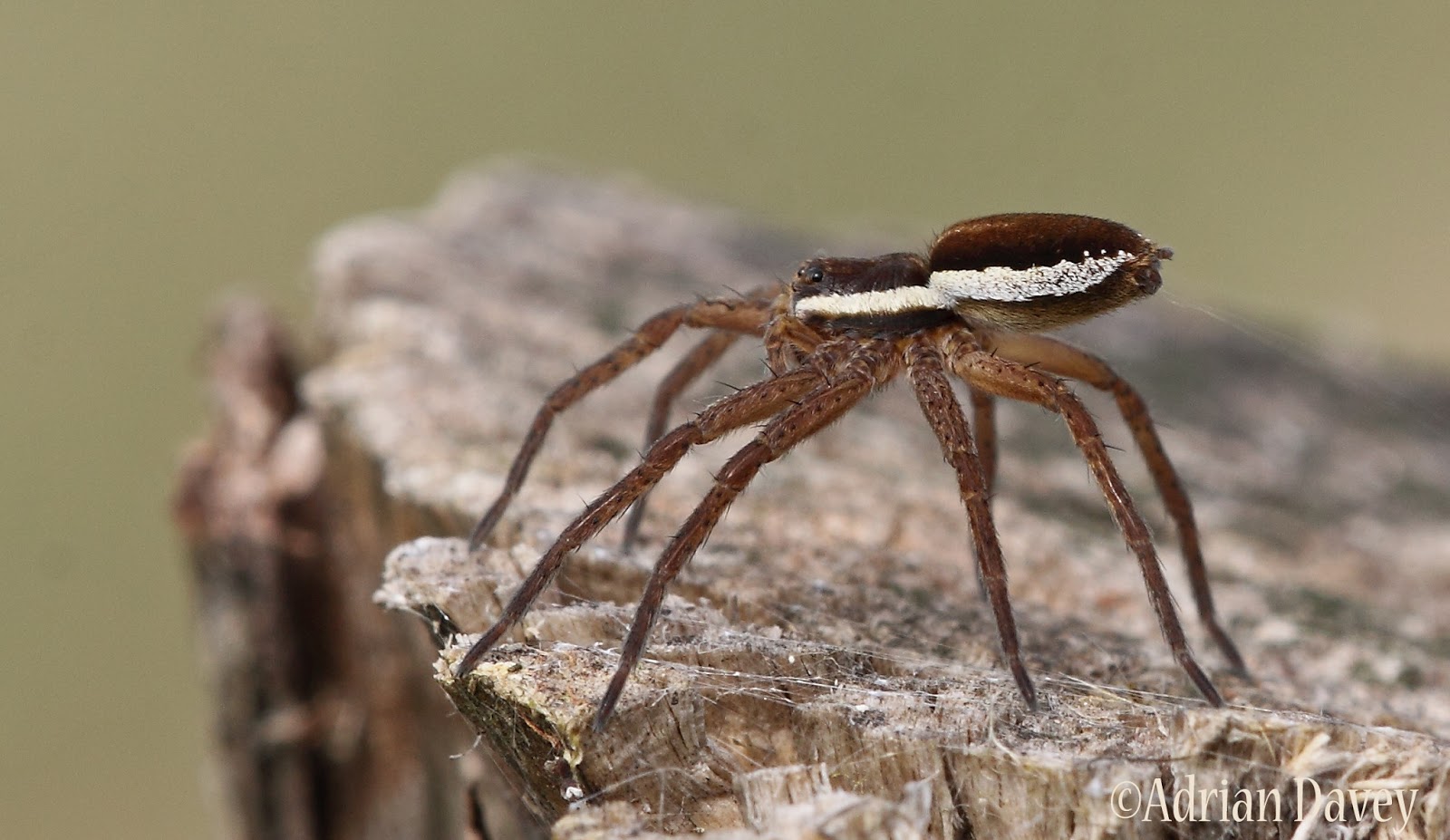Adrian Davey Wildlife Photography Diary: Poland- Some macro shots.