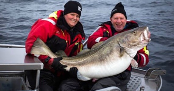 International Fishing News: NORWAY: caught monster 84 lb Atlantic cod