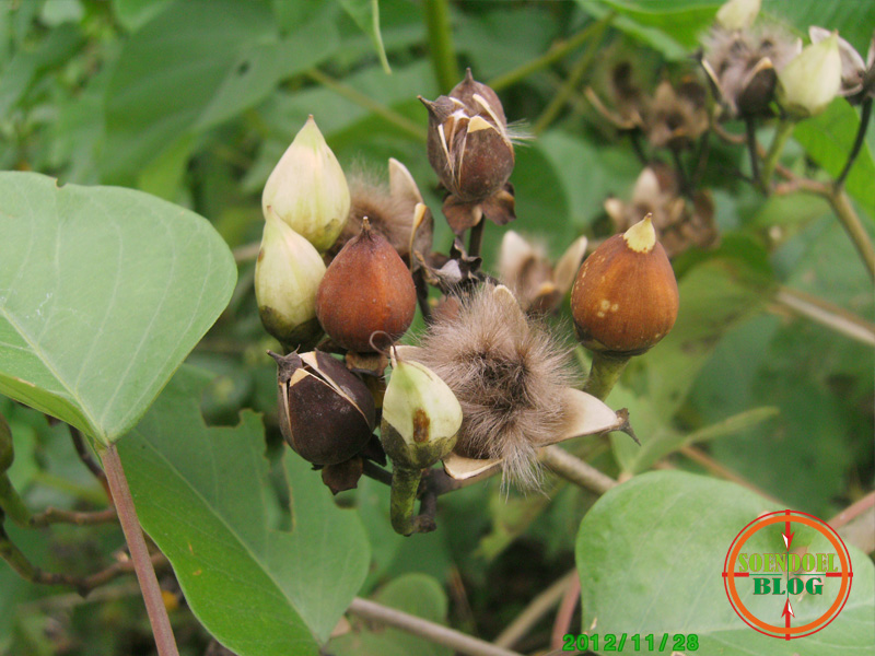 Sundul Langit: Bunga Uluk Uluk