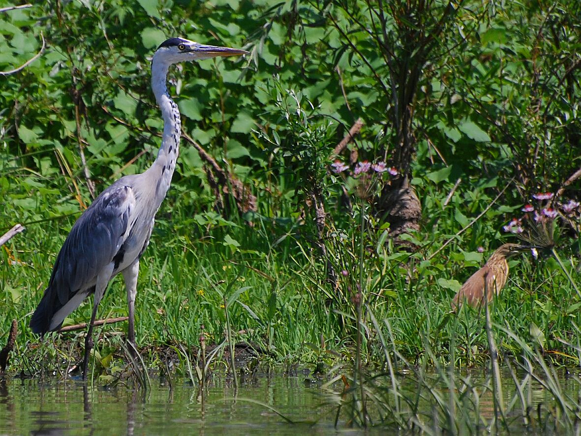 Delta Dunarii: Pasarile