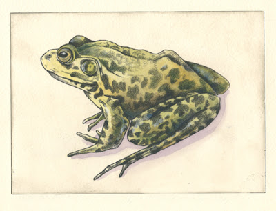 Where ART Lives Gallery Artists Group Blog: Frog Painting, Printmaking ...