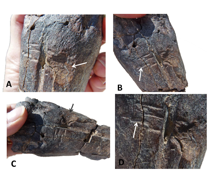 thefuzzysasquatch: Being Human 4: Stone tools and cut-marked bones 2.6 ...