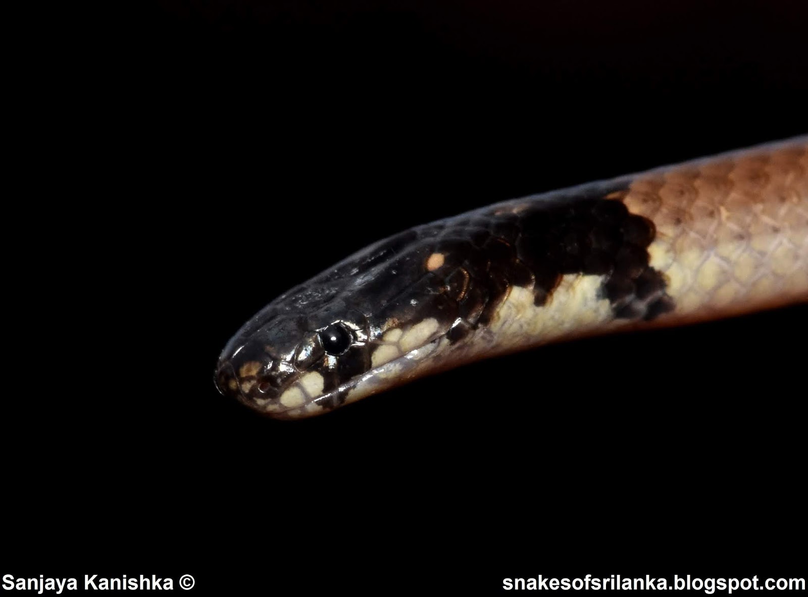 Slender Coral Snake/දෙපත් කළුවා (Calliophis melanurus-Shaw, 1802)