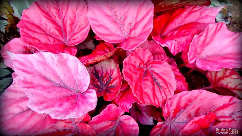 Meu Cantinho Verde: BEGONIA REX PUTZ