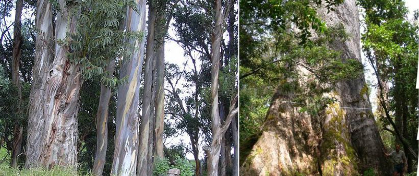 Top rank world: Top 10 largest trees in the world