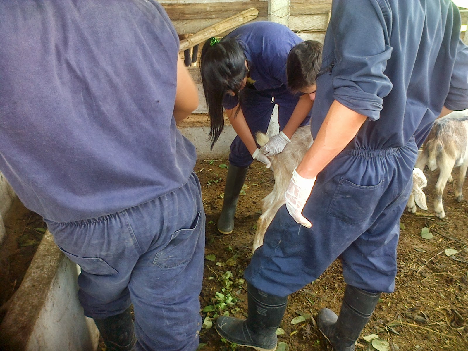 bioseguridad animal 2013: actividades en cerdos y cabras en la ufpso 2013