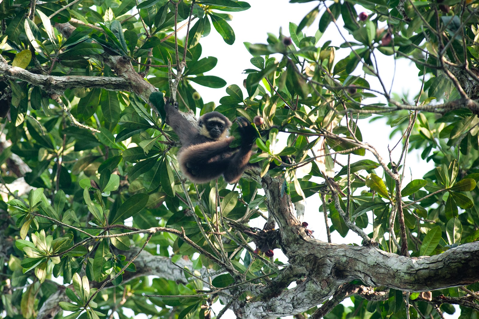 Year of the Gibbon 2015: It is a happy talent to know how to play ...