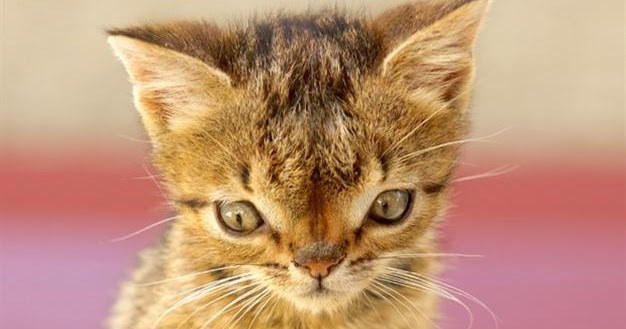 I Love Cats : Gatos com síndrome de down - Parte 2