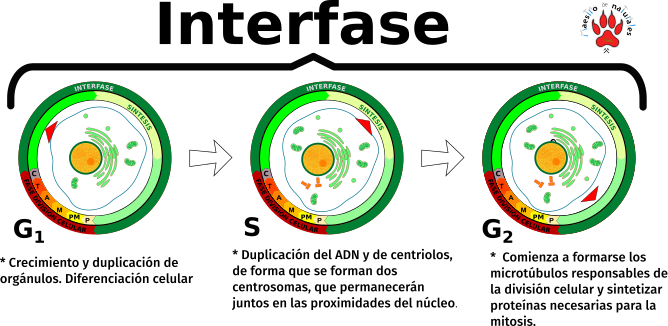Embriología: MITOSIS