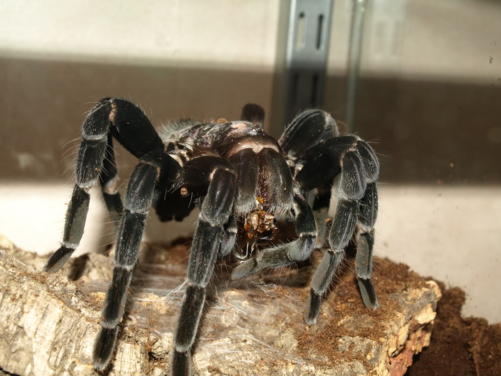 Real Monstrosities: REAL monstrosa