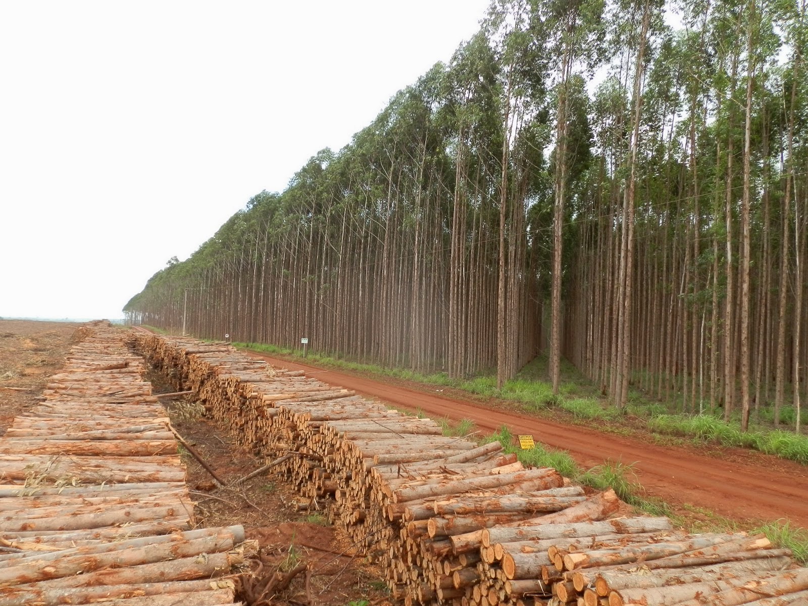 Indústria de madeira brasileira demonstra crescimento das exportações ...